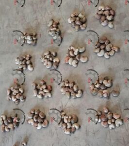 Cashew Outturn Calculation Formula | Cashew Outturn Ratio KOR