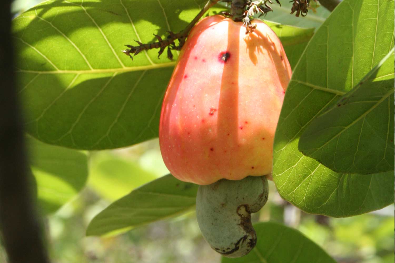 Cashew Season - Countrywise Cashew Seasons - Harvested Cashews